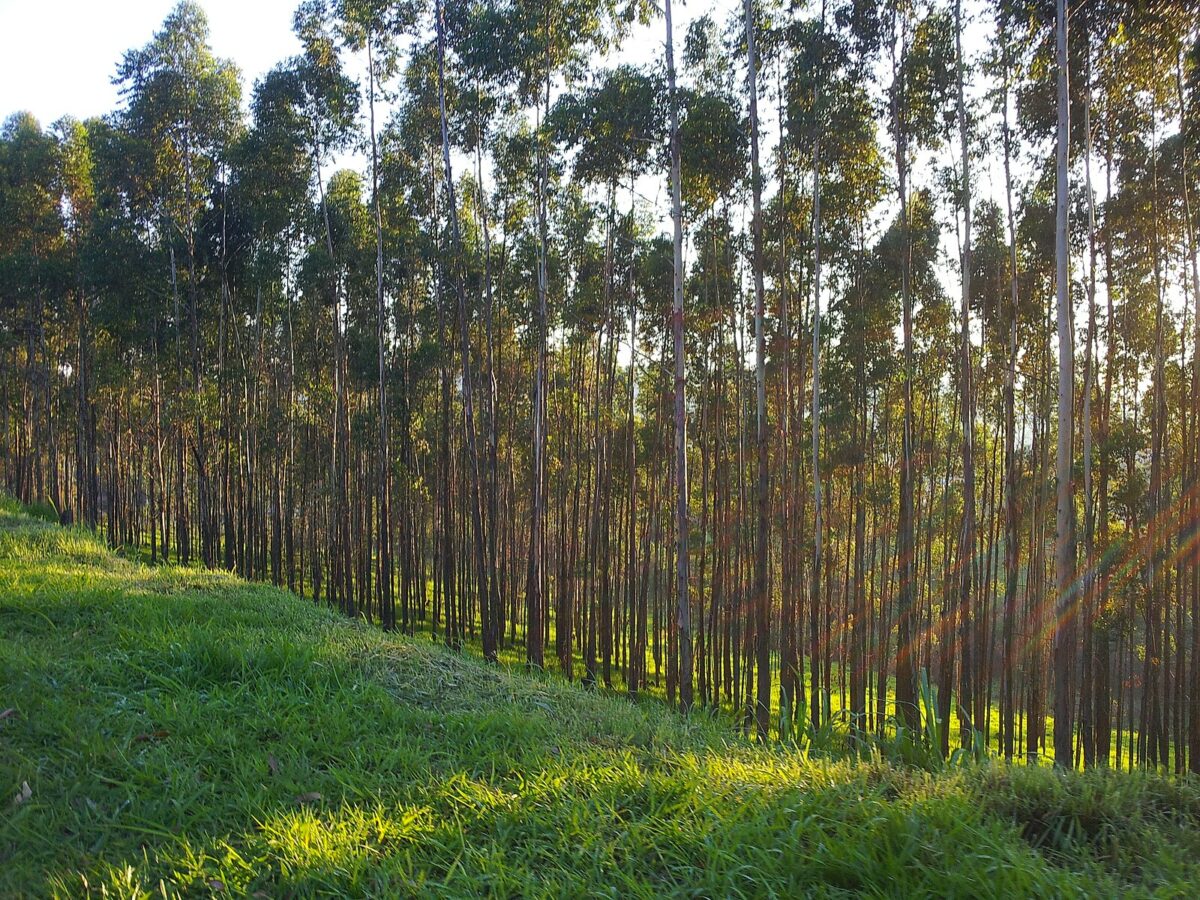 Forest plantations in Brazil – Global Energy Solutions e.V.